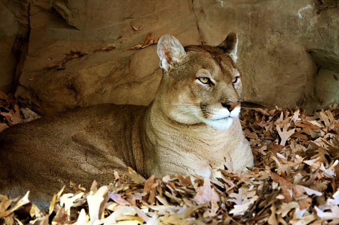 Animal com P: 50 animais que começam com a letra p - Dúvidas de ...